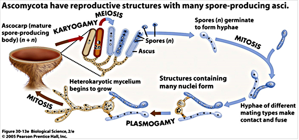Micología. El Reino Fungi