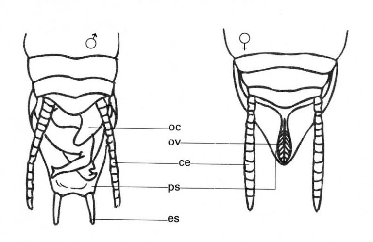 Mantis. Caracteres morfológicos externos del Suborden Mantodea