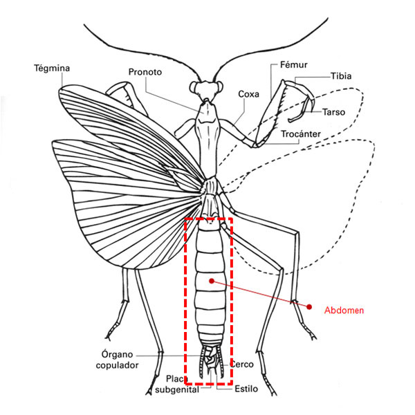 Mantis. Caracteres morfológicos externos del Suborden Mantodea