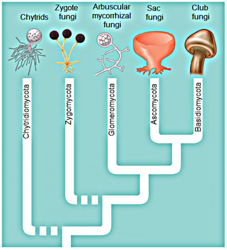 Micología. El Reino Fungi