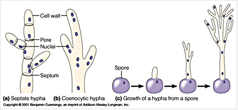 Micología. El Reino Fungi