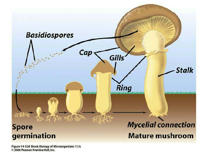 Micología. Los Hongos y las Setas