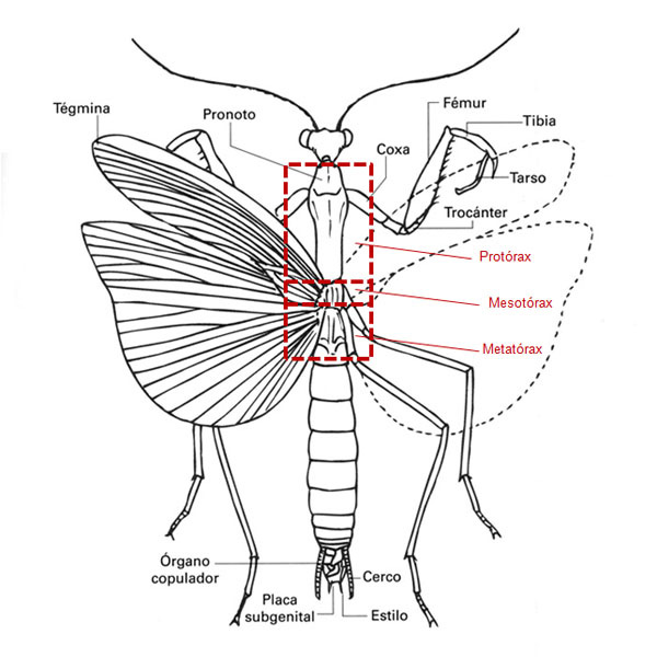 Mantis. Caracteres morfológicos externos del Suborden Mantodea