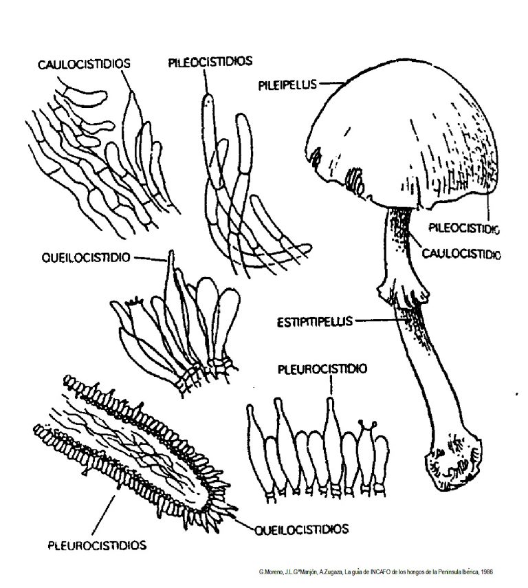 Micología. Microscopía de las Setas. El Himenio en los Basidiomicetos