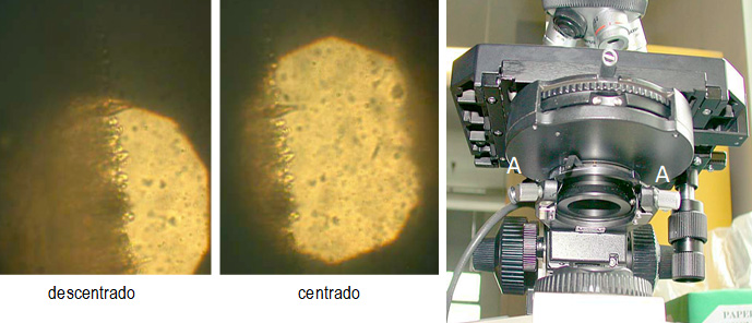 Micología. Microscopía de las Setas. El Microscopio