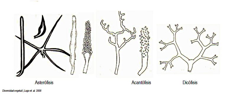 Micología. Microscopía de las Setas. El Himenio en los Basidiomicetos