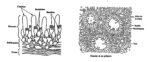 Micología. Microscopía de las Setas. El Himenio en los Basidiomicetos