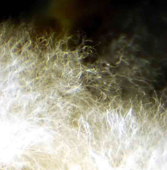 Micología. Microscopía de las Setas. Las Hifas
