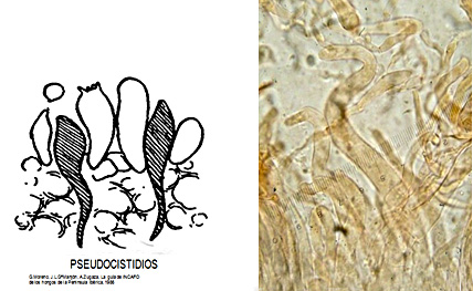 Micología. Microscopía de las Setas. El Himenio en los Basidiomicetos