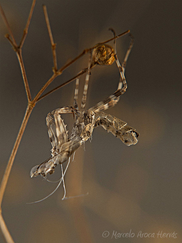 ¿Qué es una exuvia?