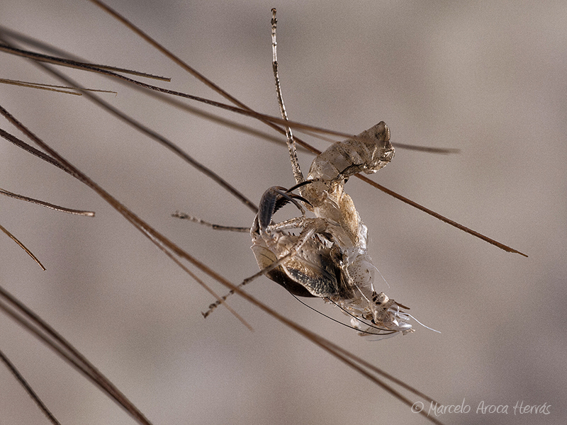 ¿Qué es una exuvia?