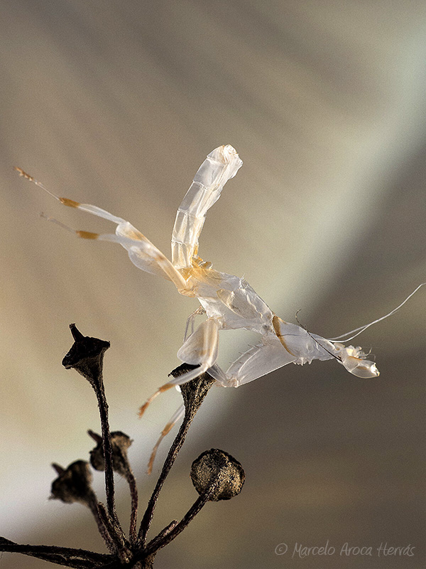 ¿Qué es una exuvia?