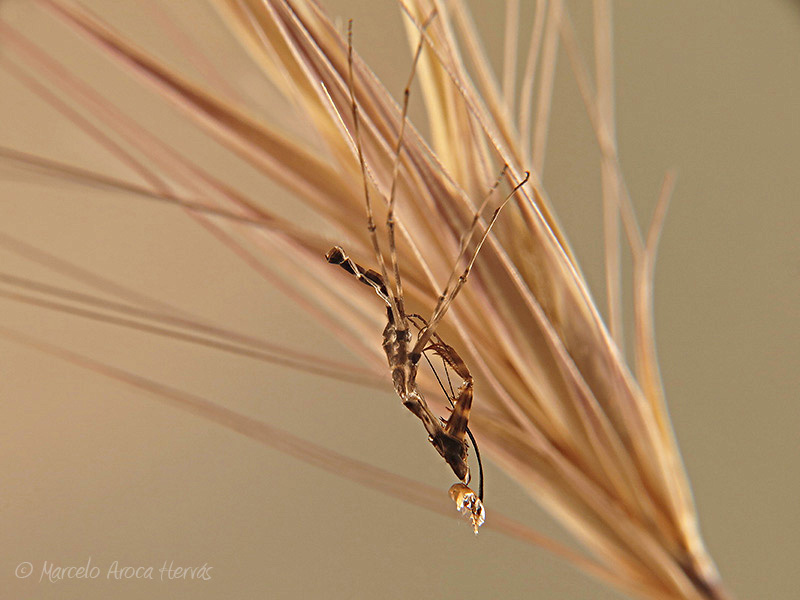 ¿Qué es una exuvia?