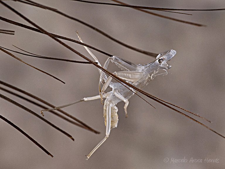 ¿Qué es una exuvia?