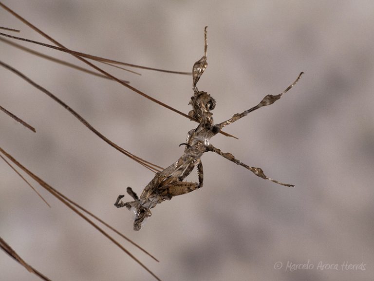 ¿Qué es una exuvia?