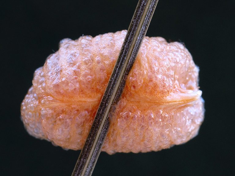 MANTIS. ¿QUÉ ES UNA OOTECA?