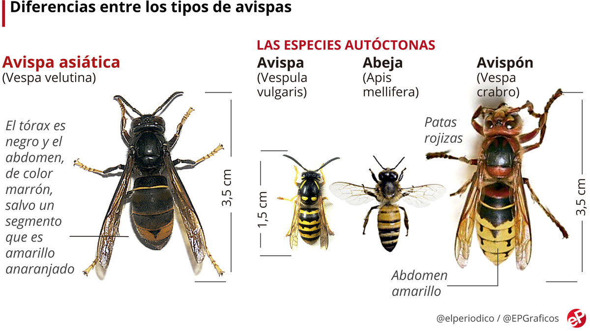 Avispas y avispones
