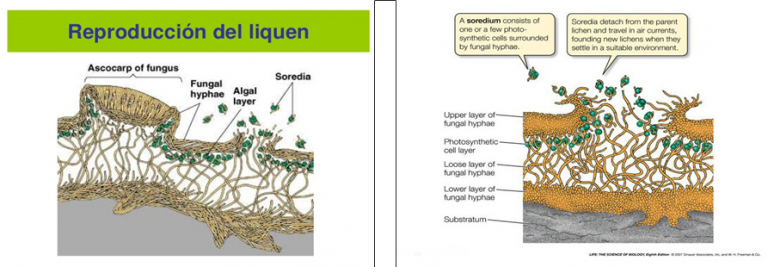 Los líquenes.Hongos liquenizados