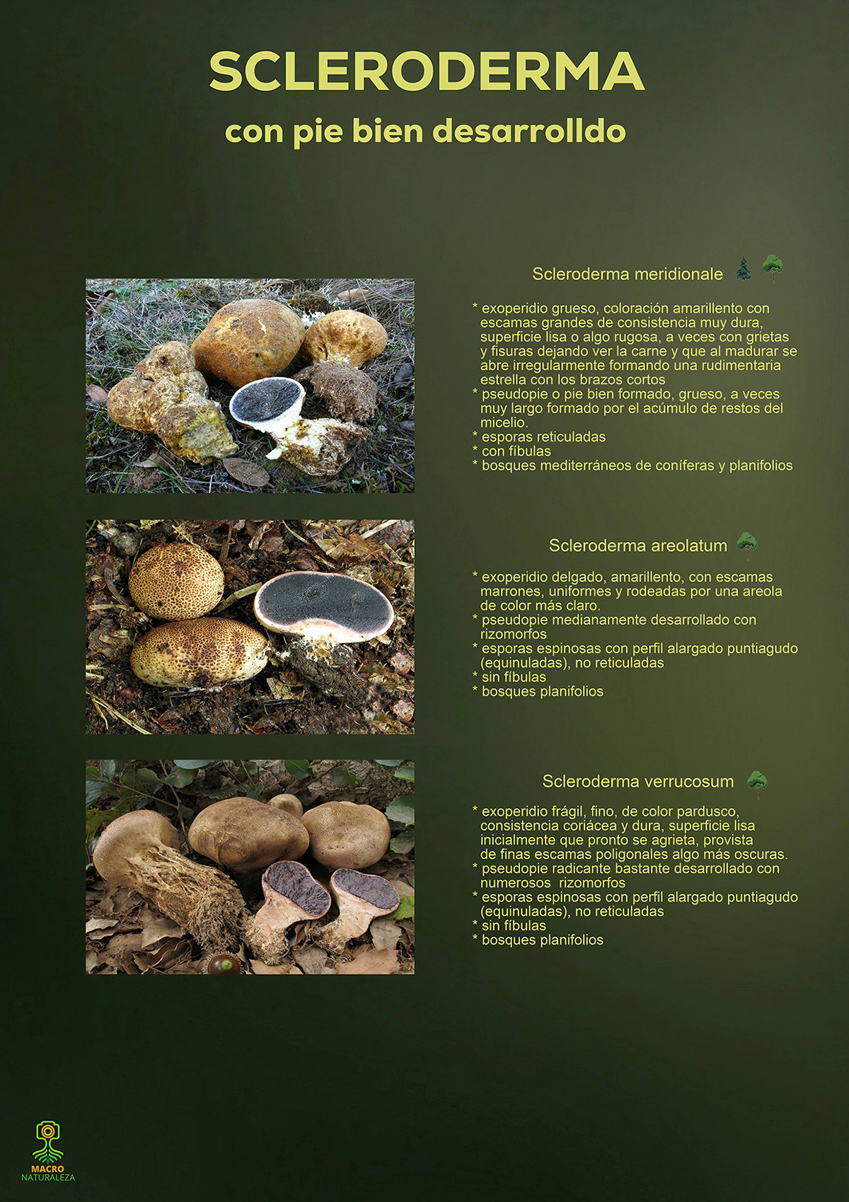 SCLERODERMA
