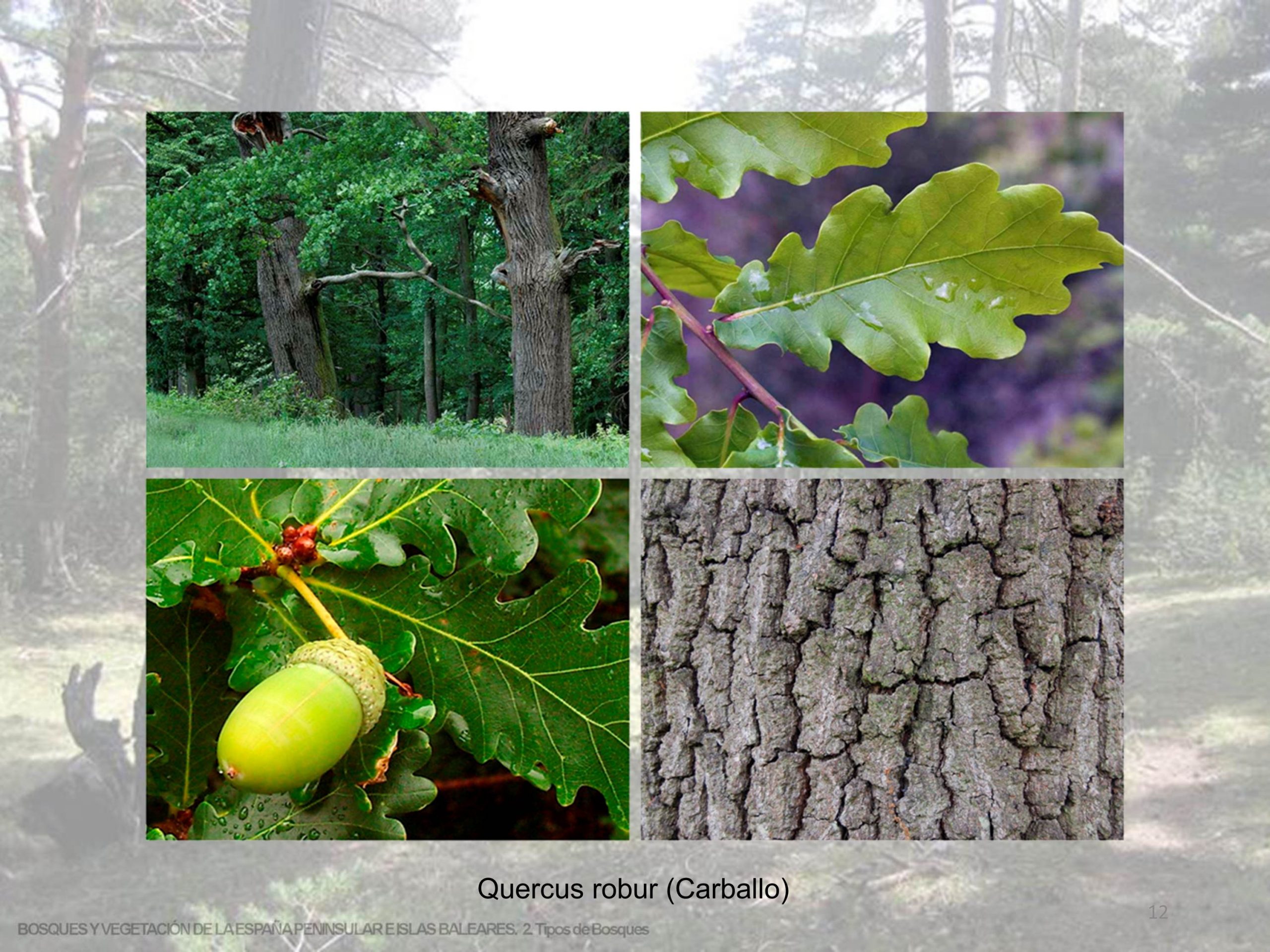 BOSQUES Y VEGETACIÓN DE LA ESPAÑA PENINSULAR E ISLAS BALEARES 2. Tipos ...