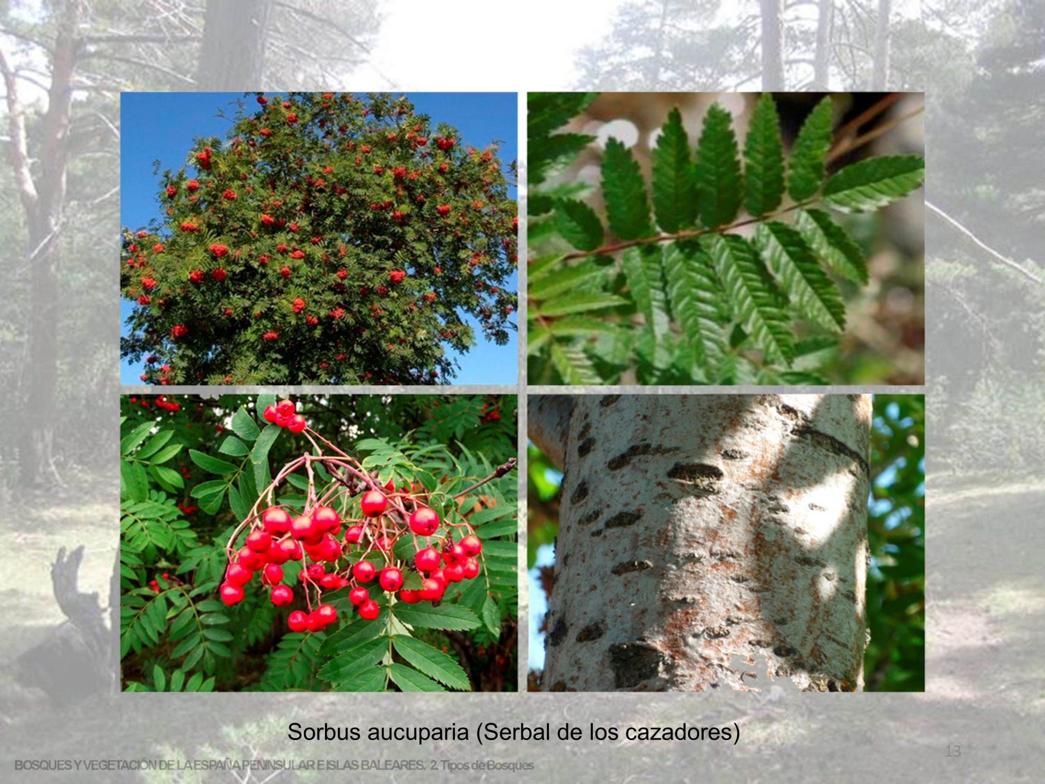 BOSQUES Y VEGETACIÓN DE LA ESPAÑA PENINSULAR E ISLAS BALEARES 2. Tipos ...