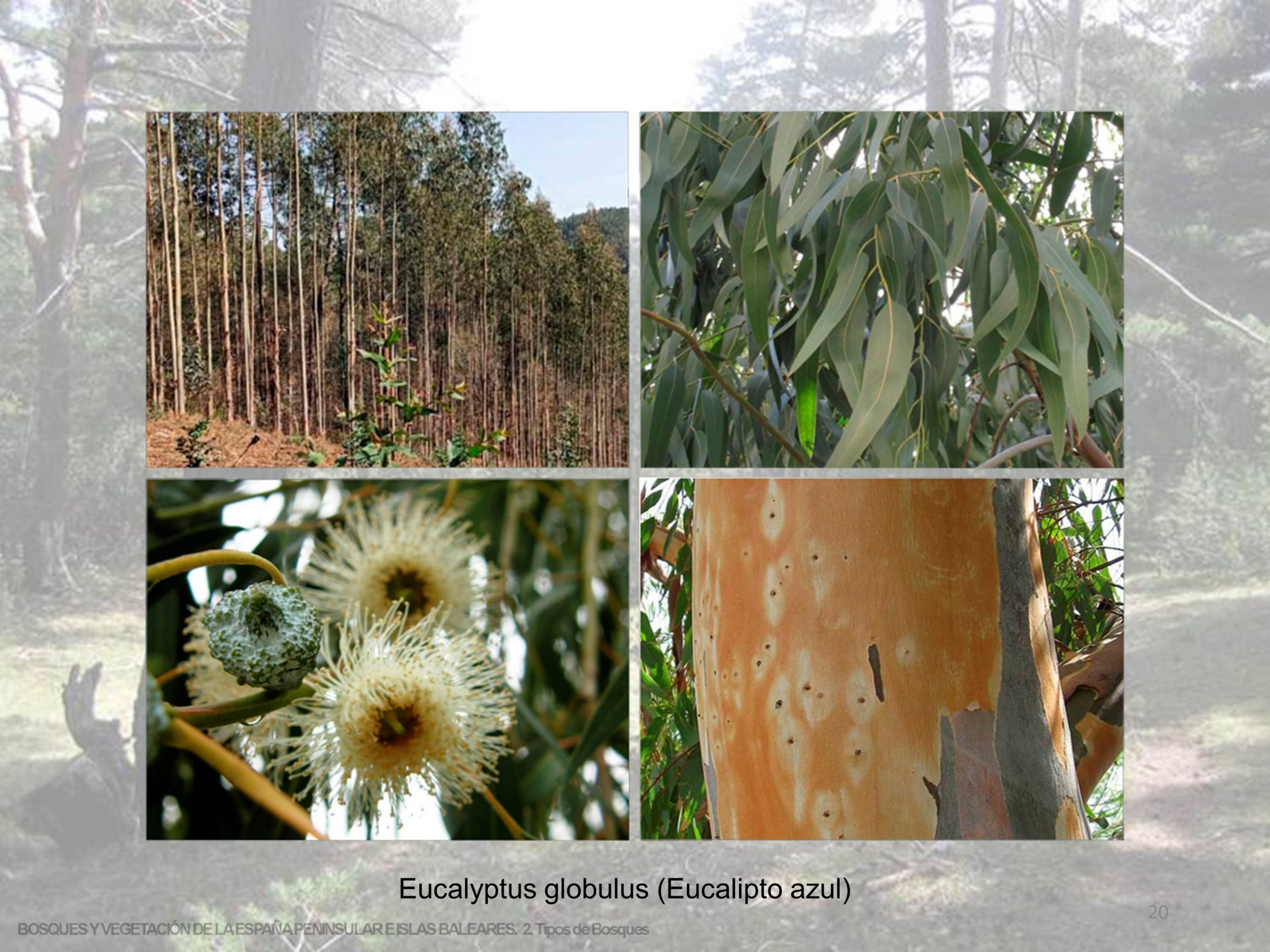 BOSQUES Y VEGETACIÓN DE LA ESPAÑA PENINSULAR E ISLAS BALEARES 2. Tipos ...