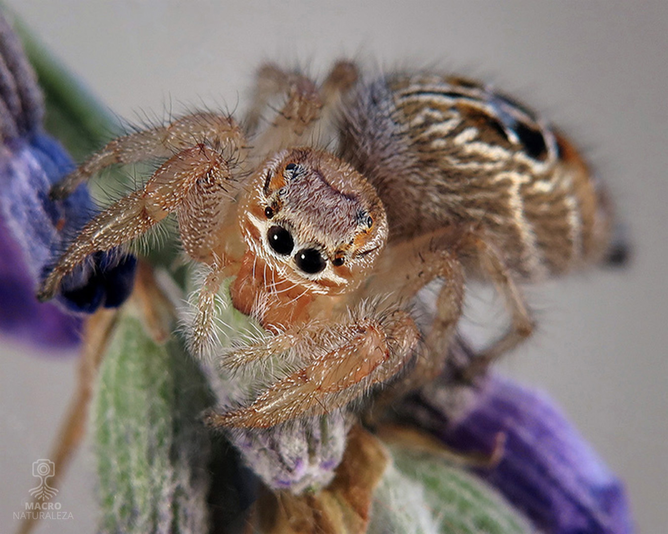 Thyene imperialis: Descubre a la araña saltarina